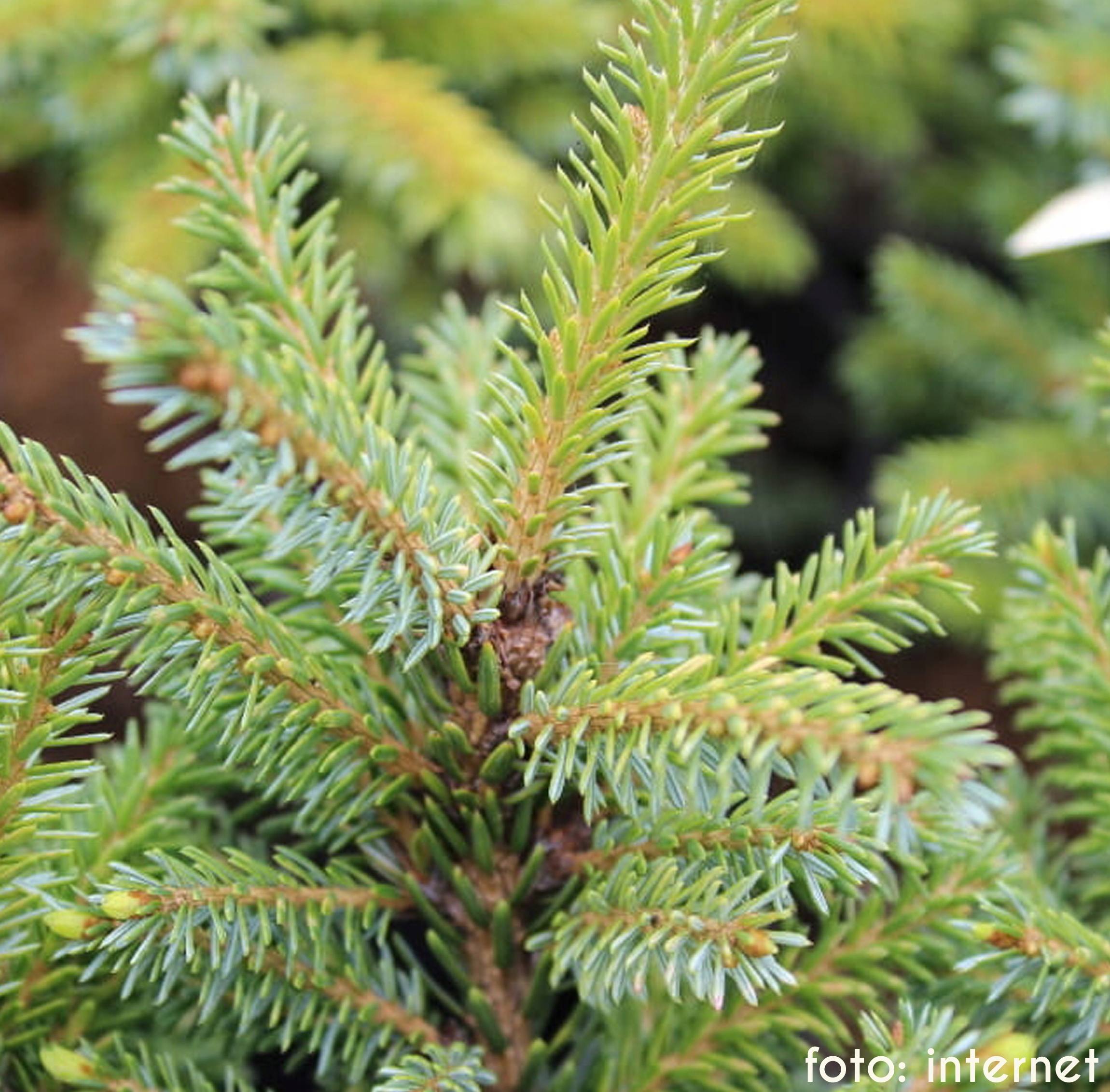 SMRK NANA PA C5 za 911.00CZK - Allegro