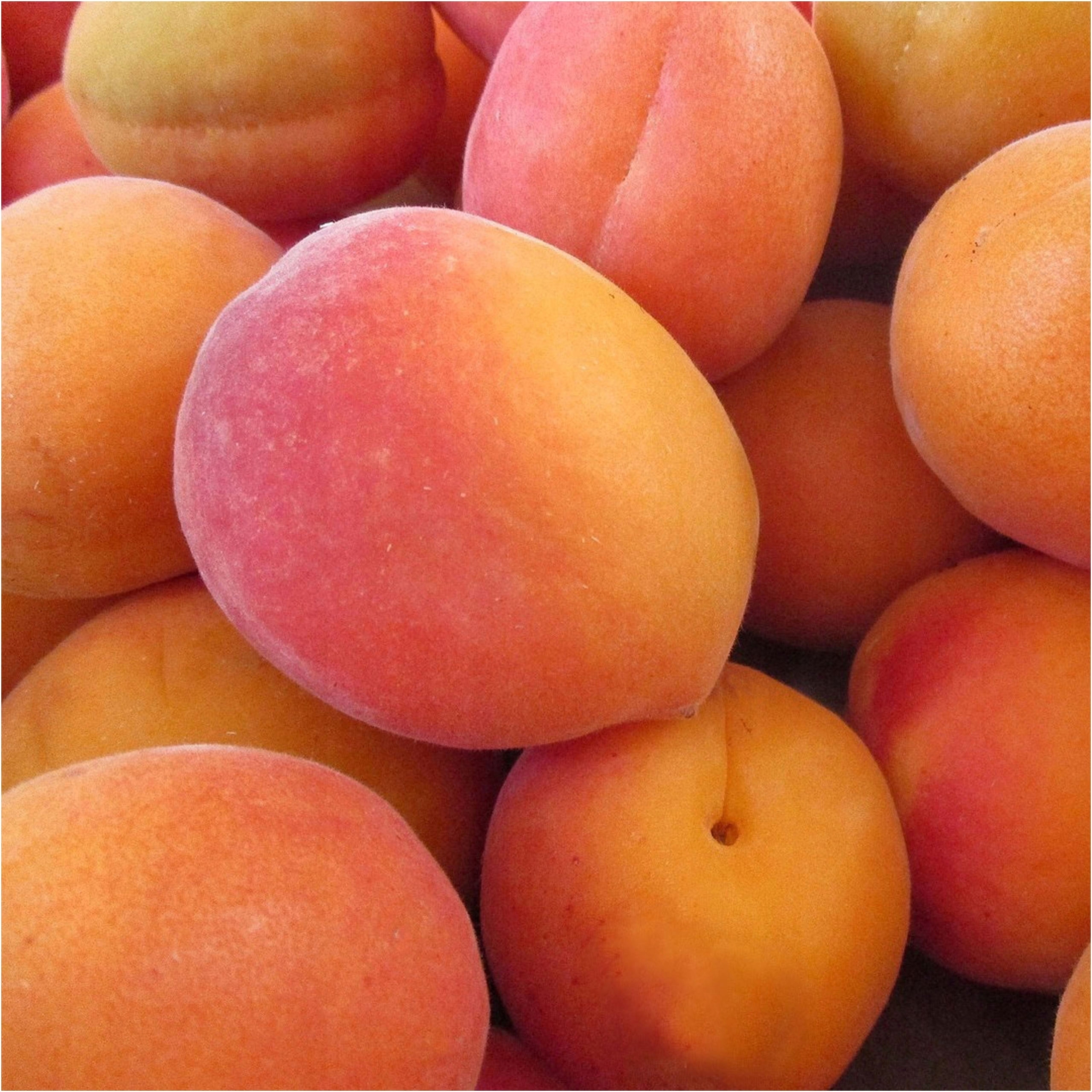 Morela GOLDRICH letnia SOCZYSTA samopylna WIELKI OWOC sadzonka ...