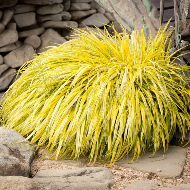 TRAWA Hakonechloa smukła ALL GOLD macra SADZONKA • Cena, Opinie • Trawy ...