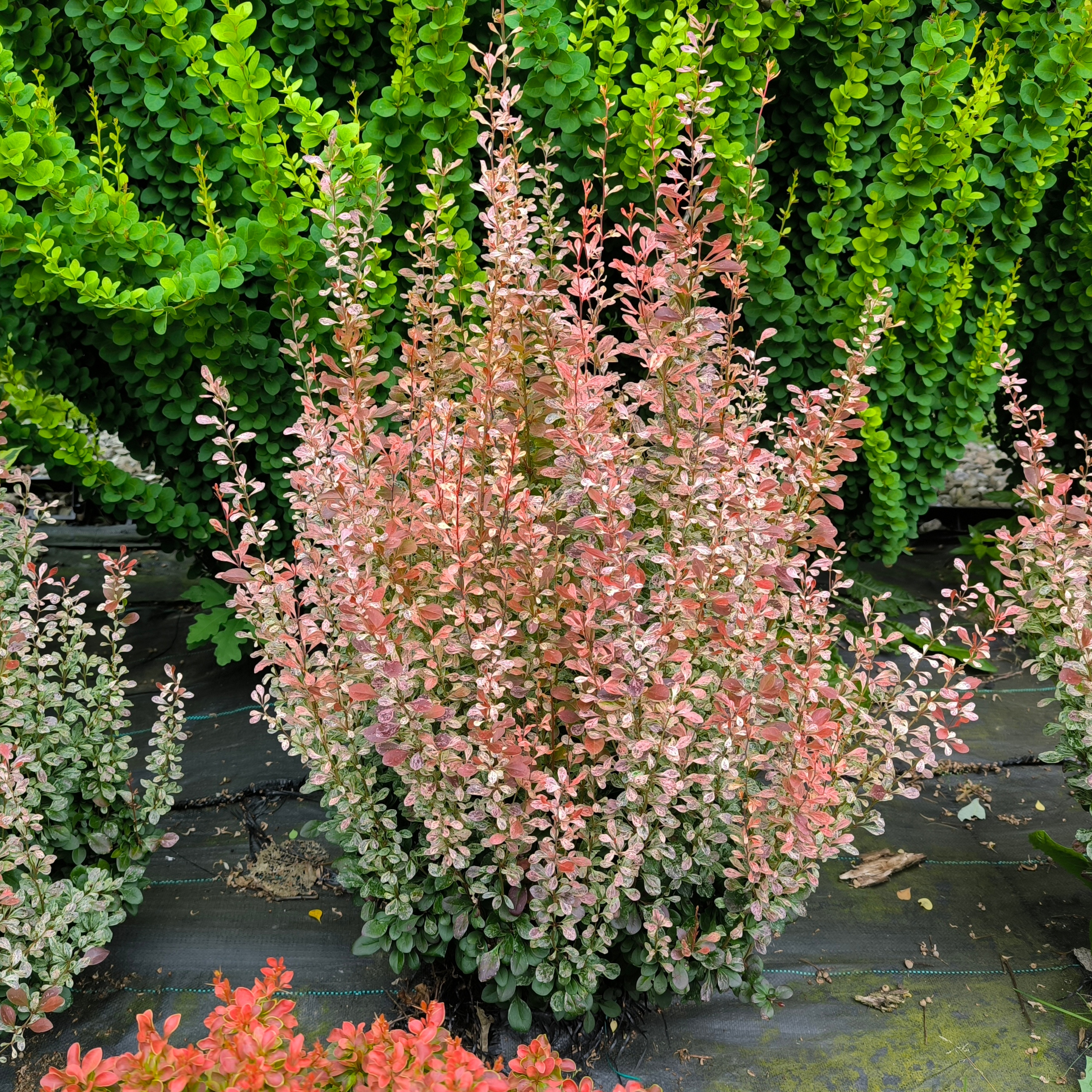 Berberysy żółty sadzonka w pojemniku 0,5-1l 20-30 cm • Cena, Opinie ...