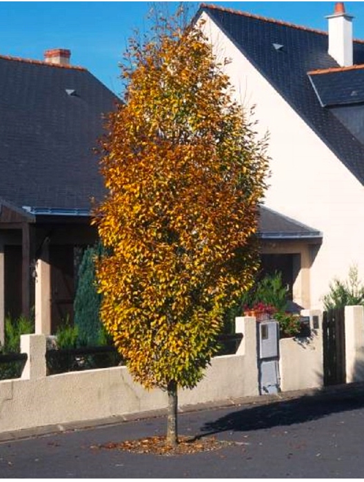 GRAB FASTIGIATA KOLUMNOWY sadzonka w doniczce 90-100CM • Cena, Opinie ...