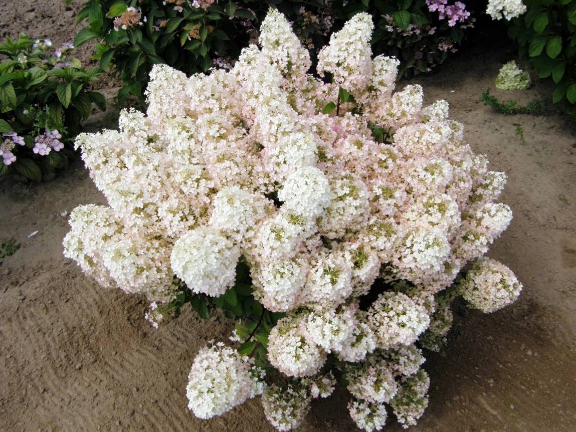 HYDRANGEA PANICULATA 'BOBO' KYTICE HORTENZIE za 96 Kč - Allegro