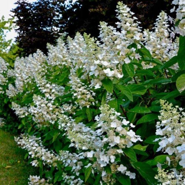 HORTENSJA (Hydrangea p. 'Bombshell' PBR) DUŻA • Cena, Opinie • Drzewa i ...