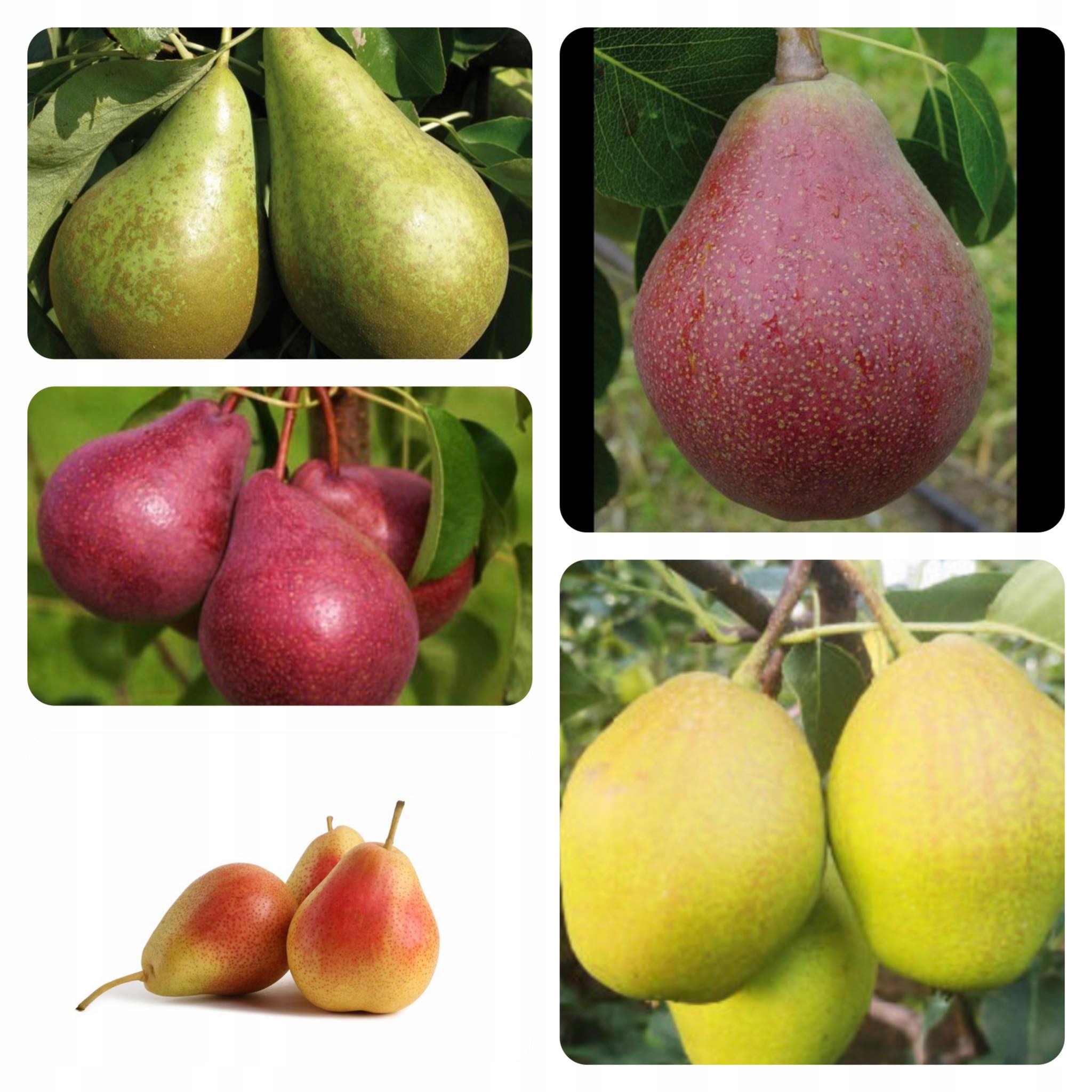 Grusze 5 W 1 sadzonka w pojemniku 2-3l 140-160 cm • Cena, Opinie ...