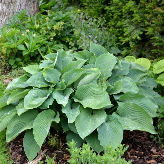 Funkia Hosta T-REX olbrzymia odmiana GIGANT (Funkia Hosta T-REX) • Cena ...