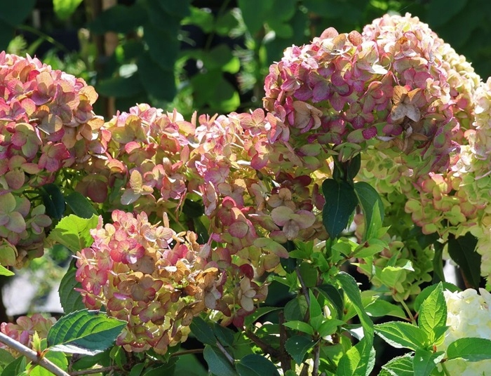 Hortenzie kytice PETITE CHERRY za 276.00CZK - Allegro