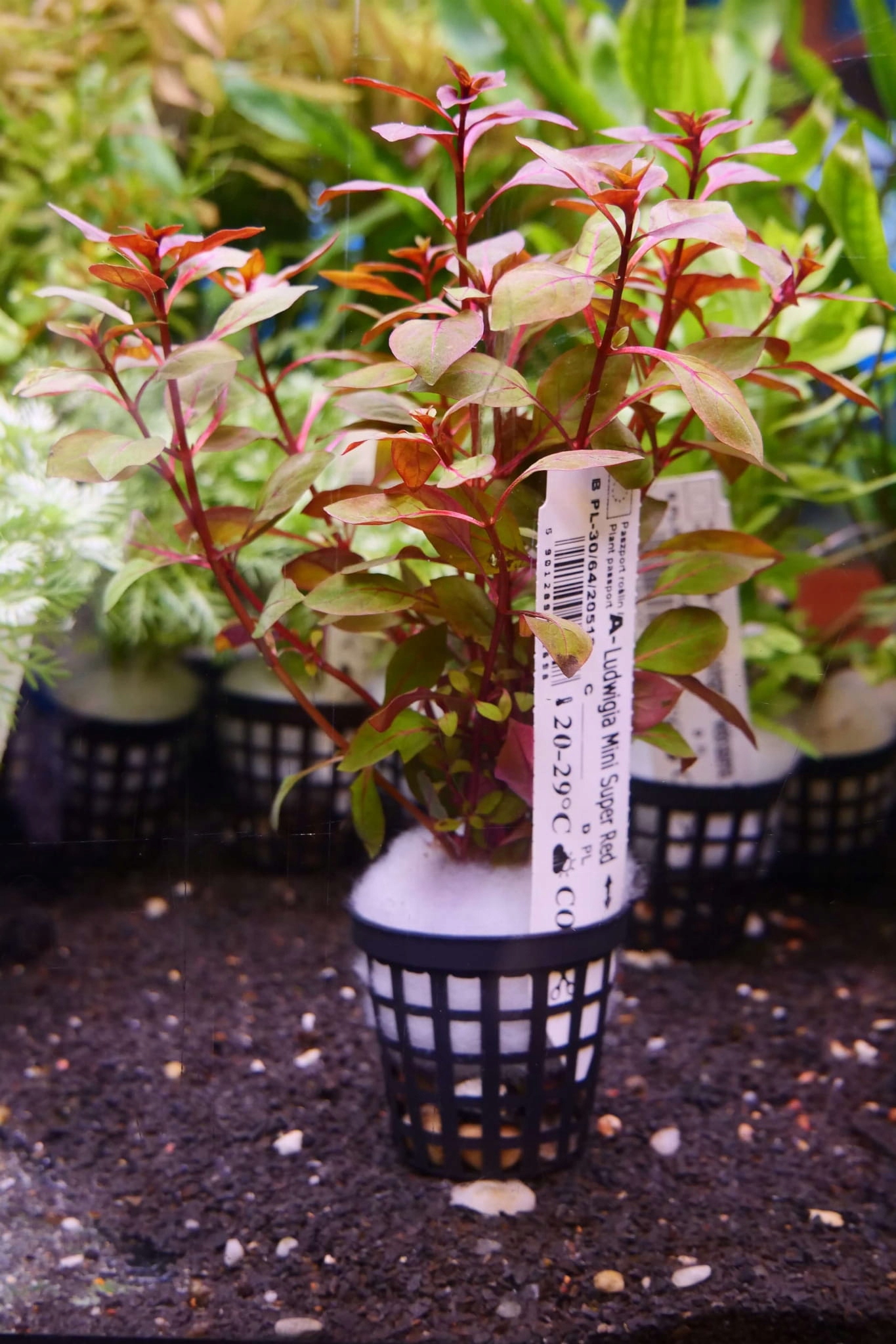 Ludwigia super red mini • Cena, Opinie • Rośliny 11362444779 • Allegro