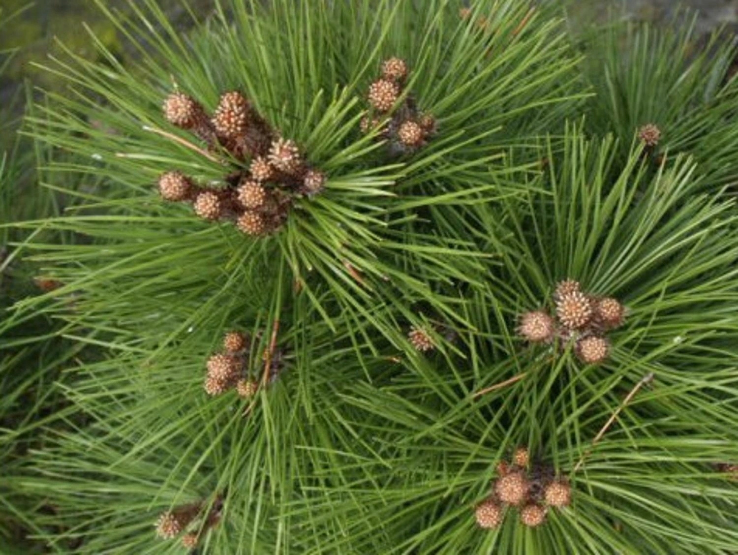 Sosna czarna Pyramidata/Piramidalis • Cena, Opinie • Byliny ozdobne ...