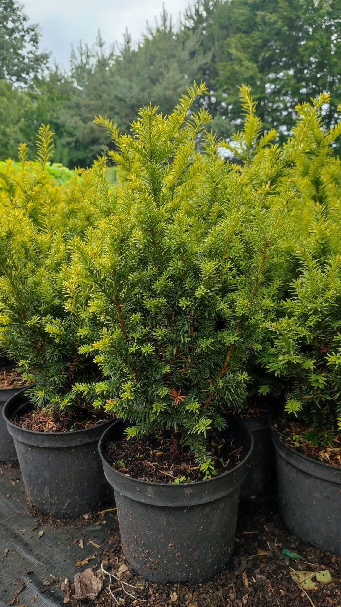 Cis pospolity 'Kleefeld' - Taxus baccata C5~5L • Cena, Opinie • Drzewa ...