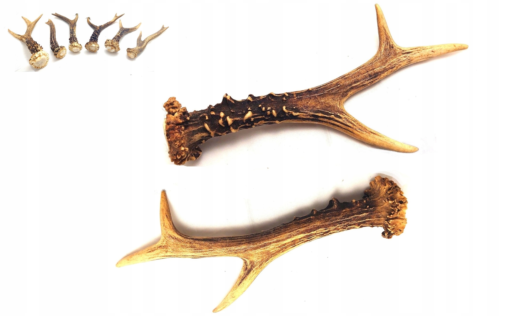 Poroże Jelenia Xl - Niska cena na Allegro.pl