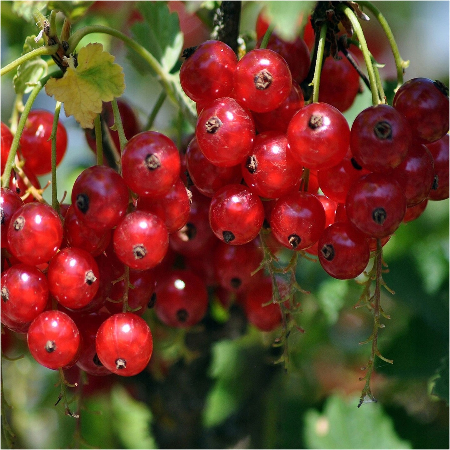 Porzeczki Rondom sadzonka w pojemniku 1-2l 90-110 cm • Cena, Opinie ...