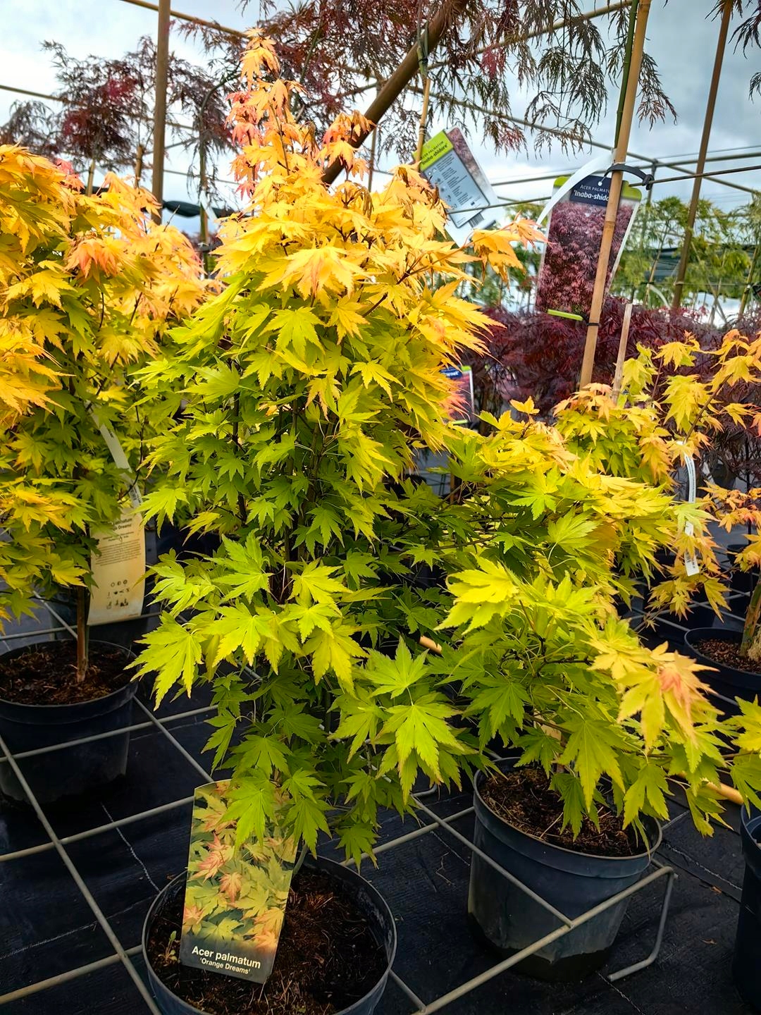 Klon palmowy sadzonka w pojemniku 3-5l 90-110 cm • Cena, Opinie ...