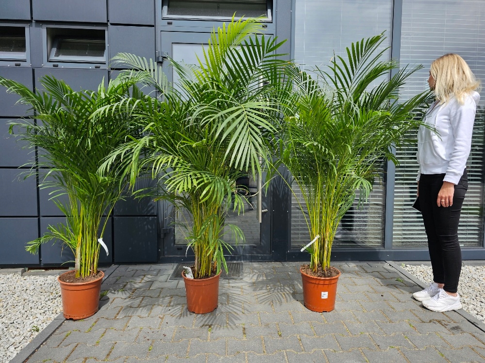 GĘSTA PALMA ARECA AREKA DYPSIS LUTESC PALMY ROŚLINA OGRÓD TARAS DUŻA ...