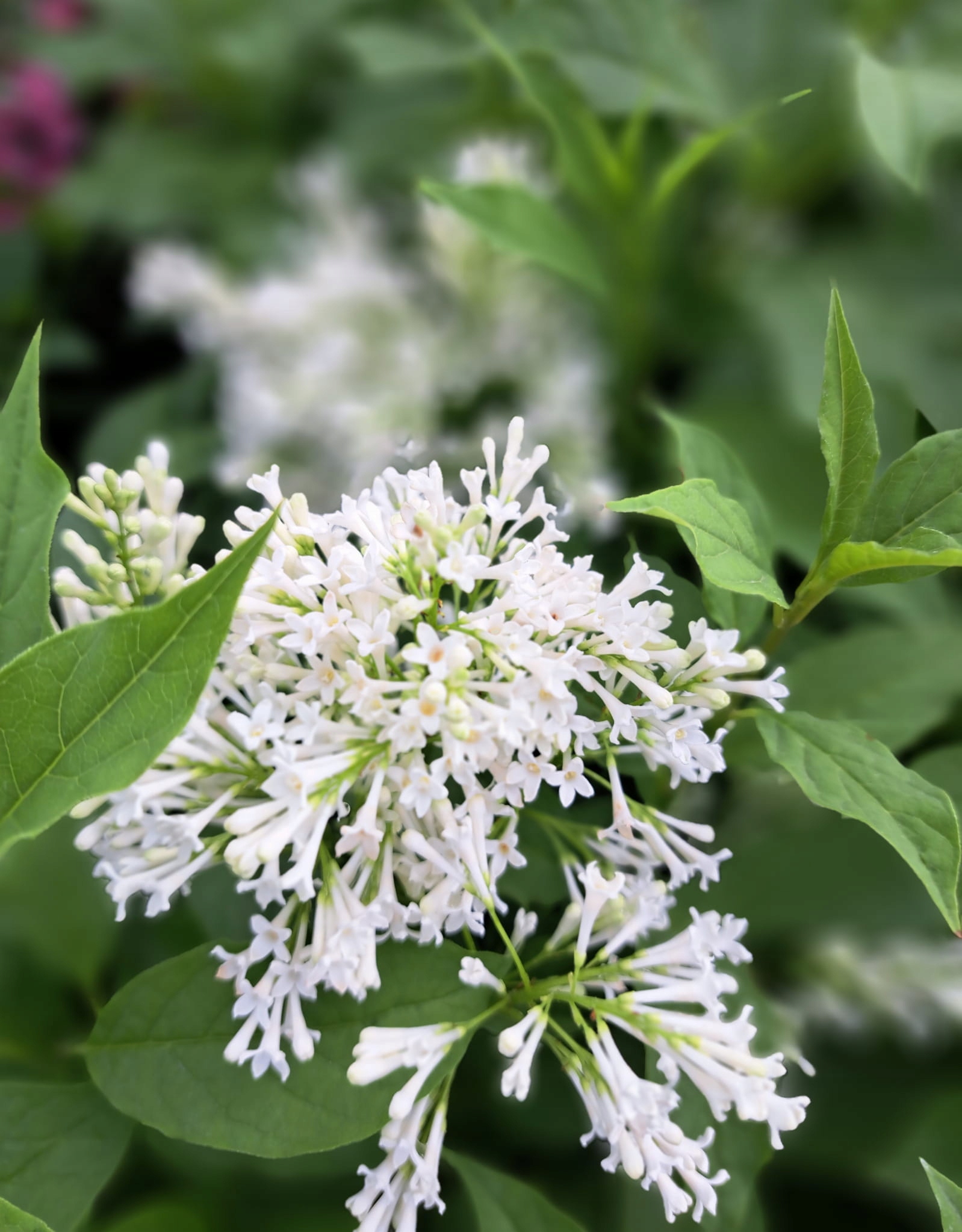 Lilaki sadzonka w pojemniku 1-2l 50-100 cm • Cena, Opinie • Drzewa i krzewy liściaste ...