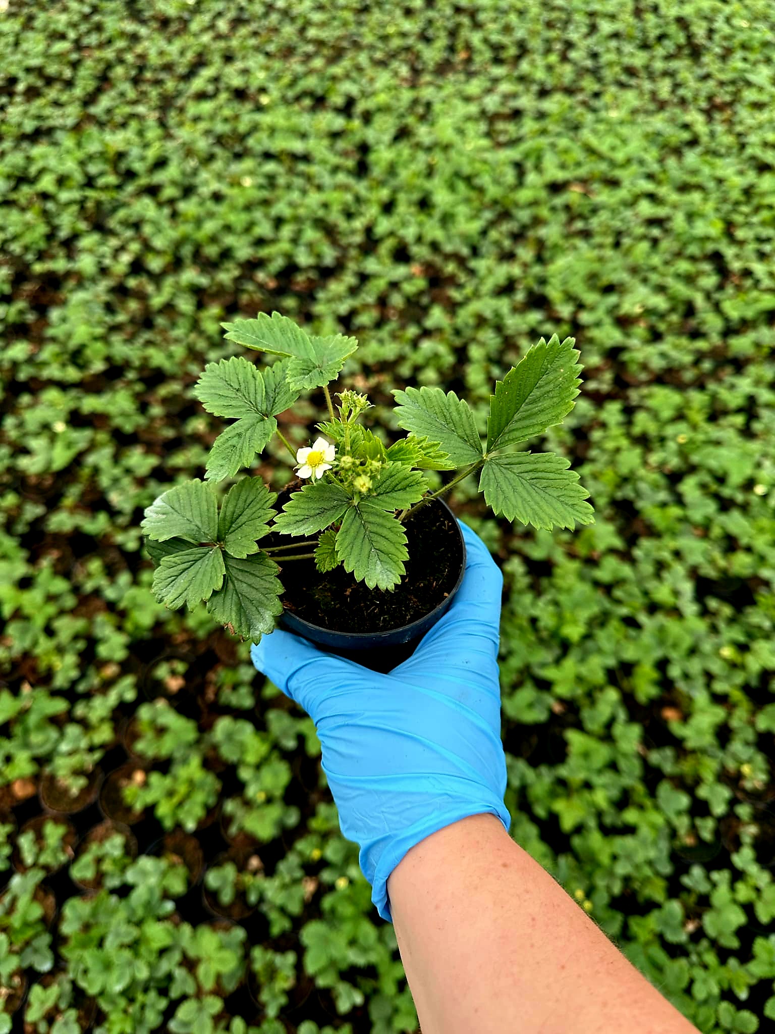 Poziomka Rugia całoroczna sadzonka • Cena, Opinie • Rośliny owocowe ...