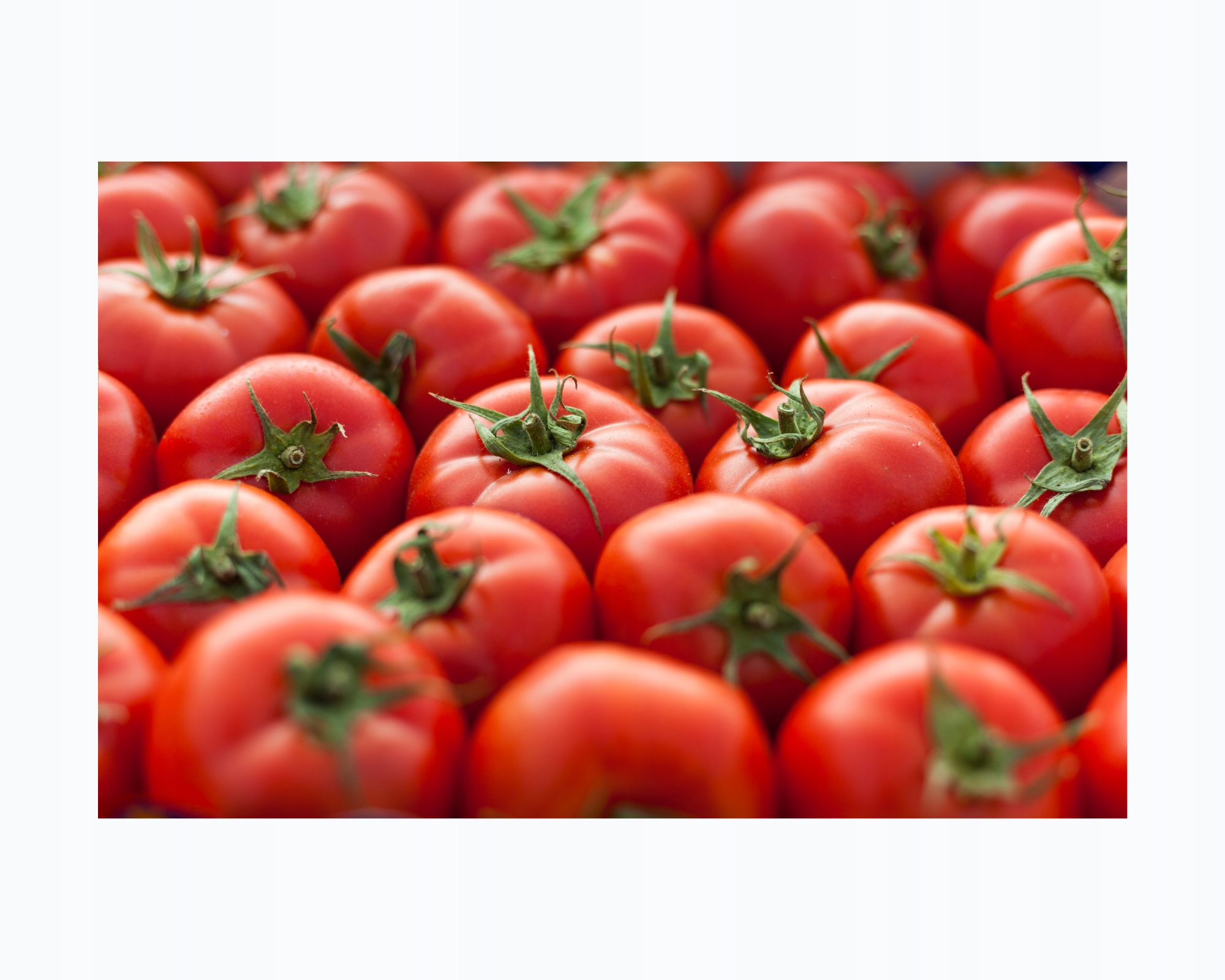 Pomidor sadzonka Delfine Prime 13566583238 - Allegro.pl