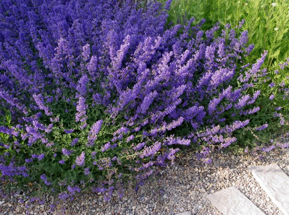 Kocimiętka Walker's Low- nepeta długo kwitnąca • Cena, Opinie • Byliny ...