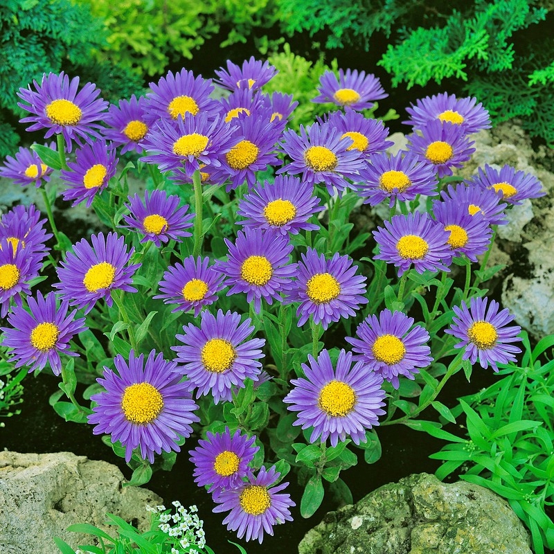 Aster Alpejski Sadzonka - Niska cena na Allegro.pl