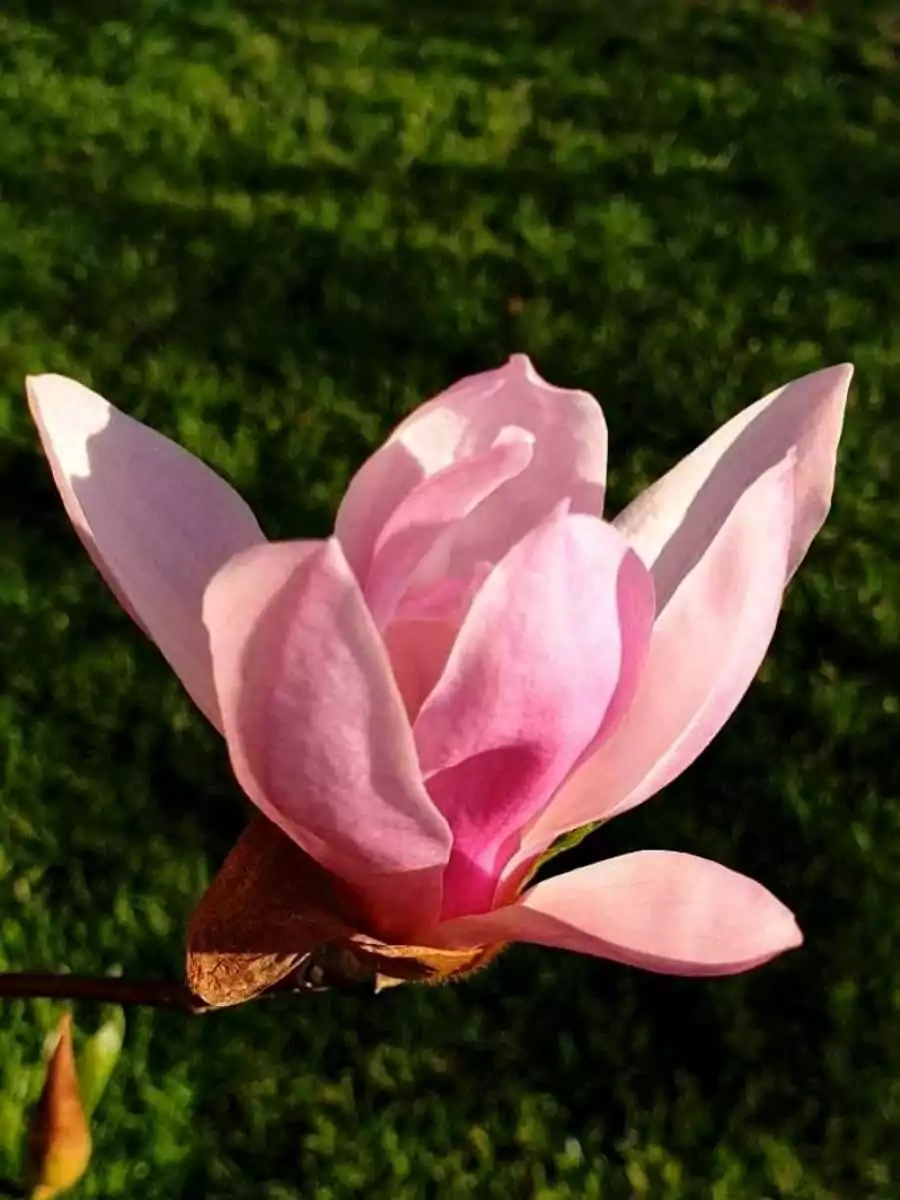 Magnolia ROYAL CROWN 5l • Cena, Opinie • Drzewa i krzewy liściaste ...