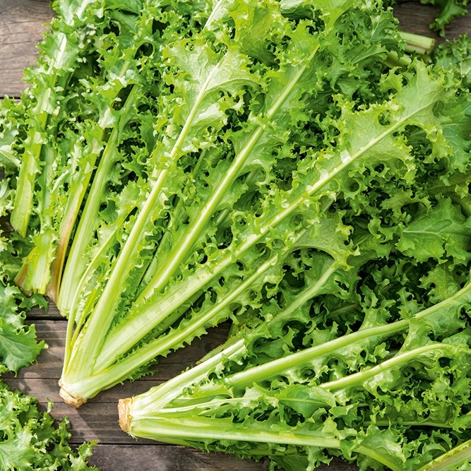 Endywia Romanesca Da Taglio- DO UPRAWY 2 x W ROKU, Czyste Odmianowo ...