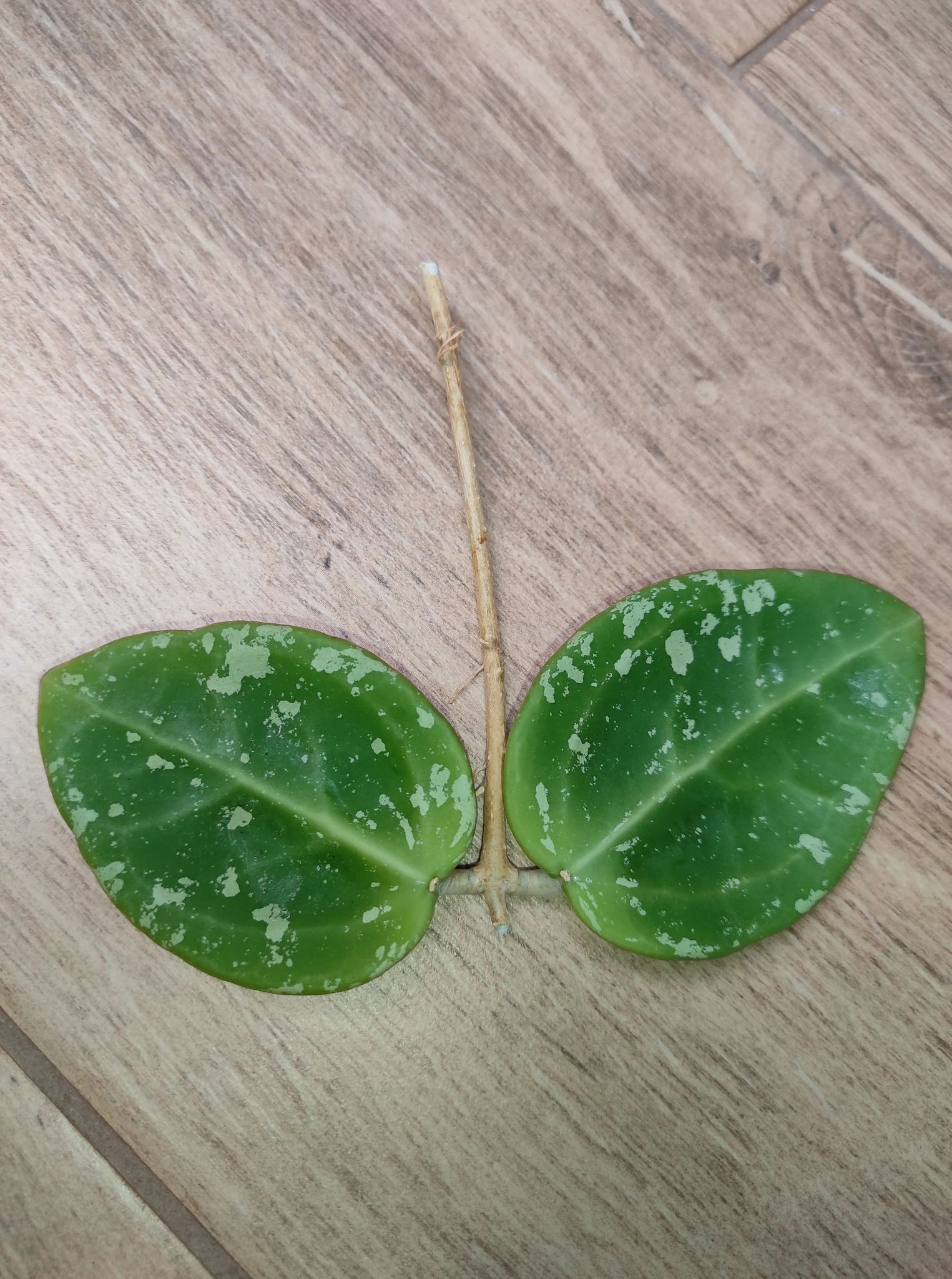 Hoya Snow Leopard - Niska cena na Allegro