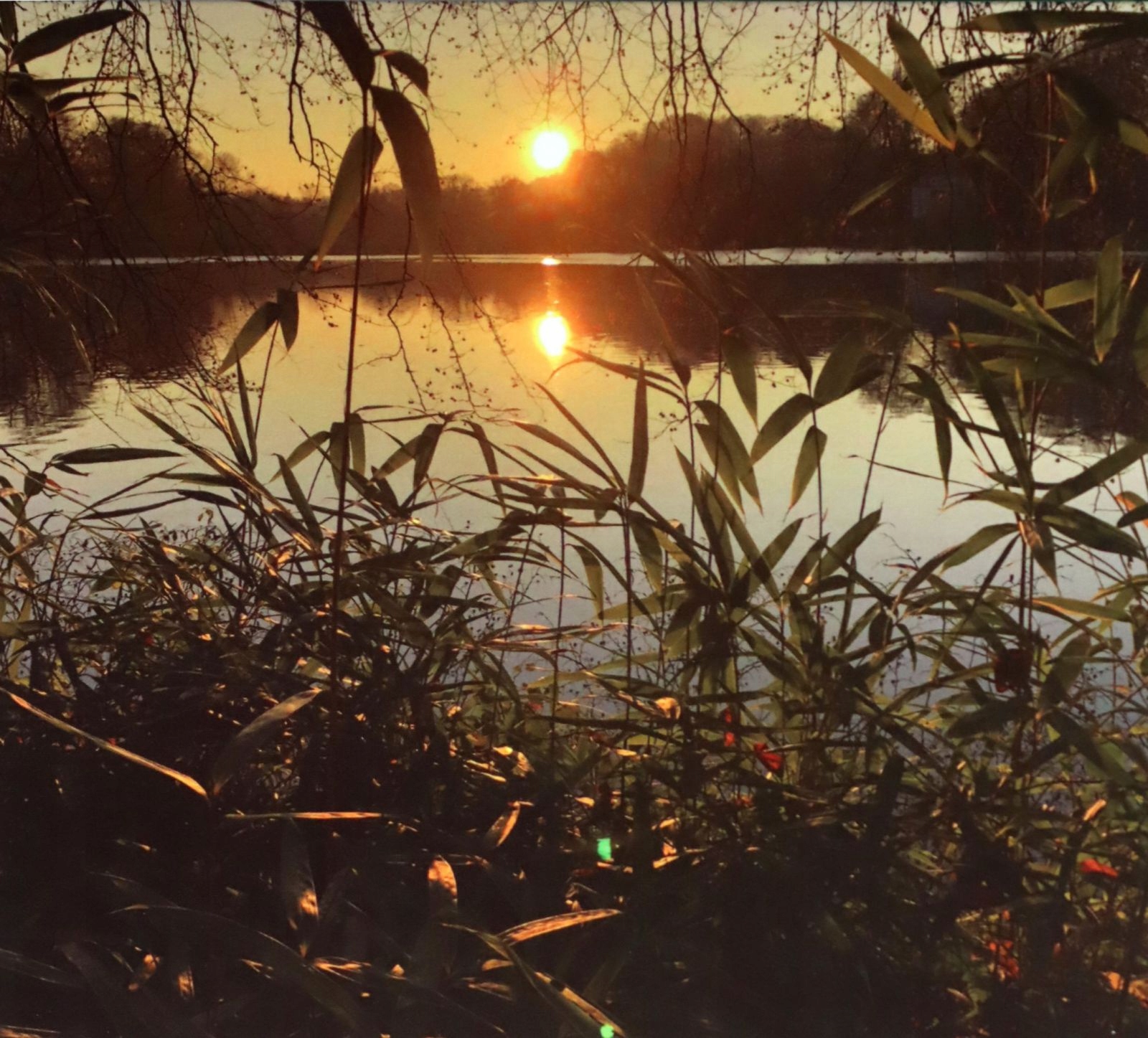 GREG FOAT+JAMES THORPE+PHOTOSYNTHESIS: GREG FOAT+J 17924798409 - Sklepy ...