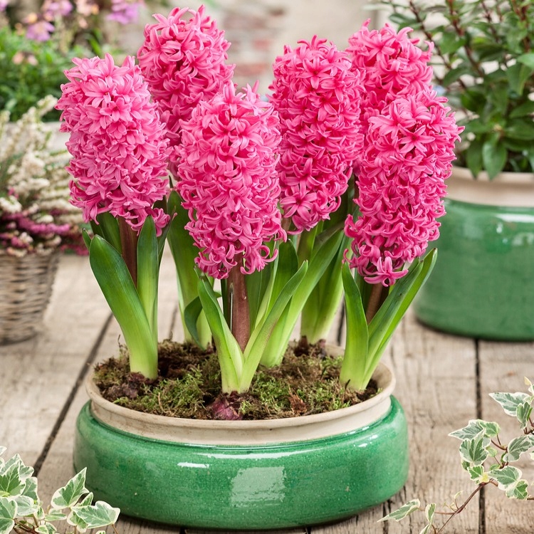 Hiacynt Wodny Sadzonka - Niska cena na Allegro