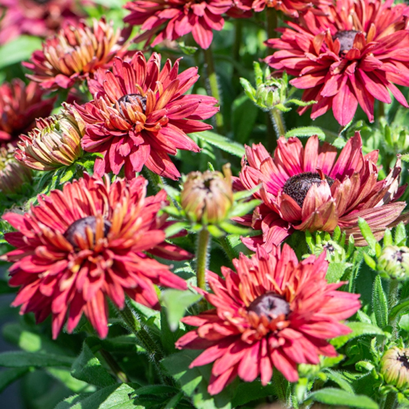 Rudbekia biały, różowy bulwy/cebule/kłącza w opakowaniu zbiorczym ...