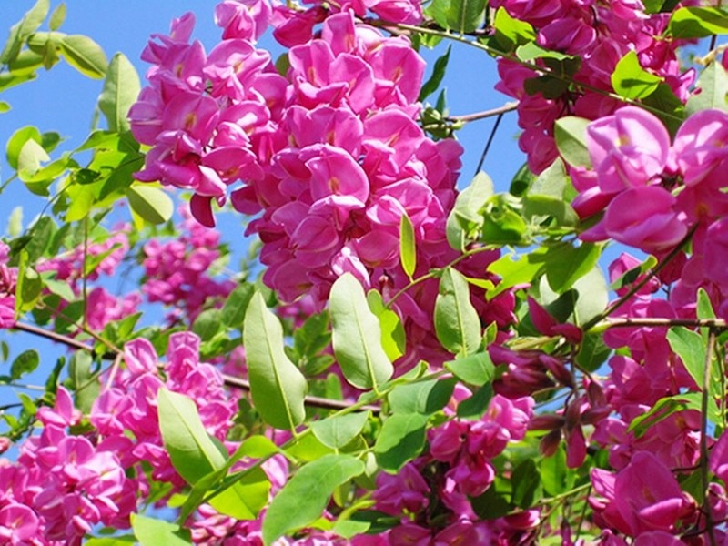 Robinia akacjowa sadzonka w pojemniku 2-3l 100-110 cm • Cena, Opinie ...
