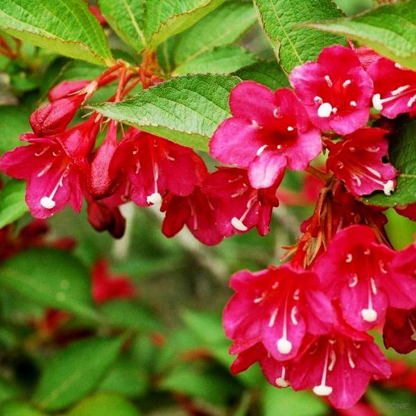 Krzewuszki sadzonka w pojemniku do 0,5l 30-35 cm • Cena, Opinie ...