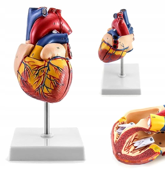 Anatomy 3d Models - Niska cena na Allegro