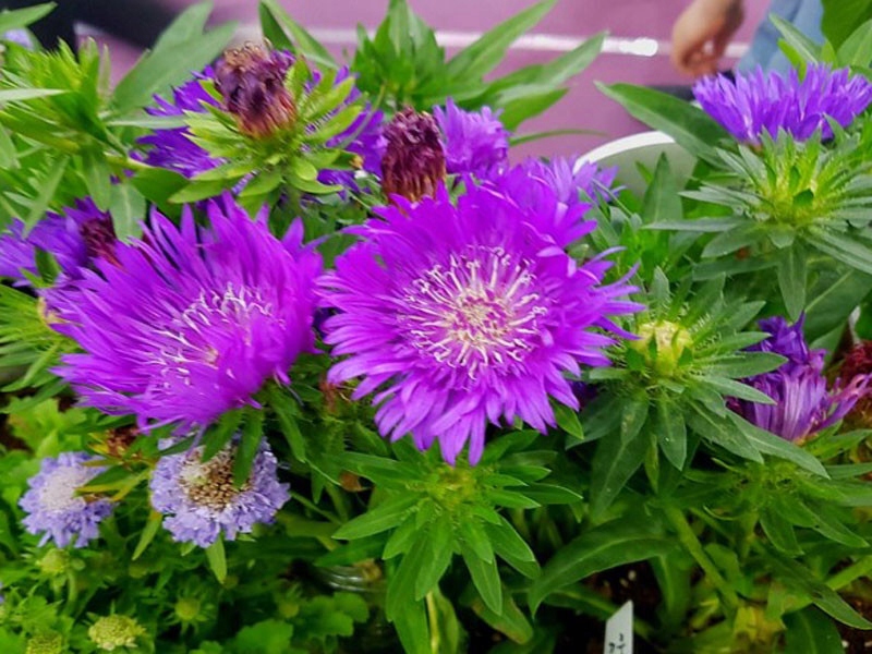 Stokezja - Niska cena na Allegro.pl