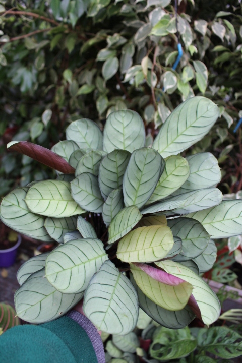 KALATEA CALATHEA Ctenanthe burle-marxii AMAGRIS DUŻA Maranta (A) • Cena ...