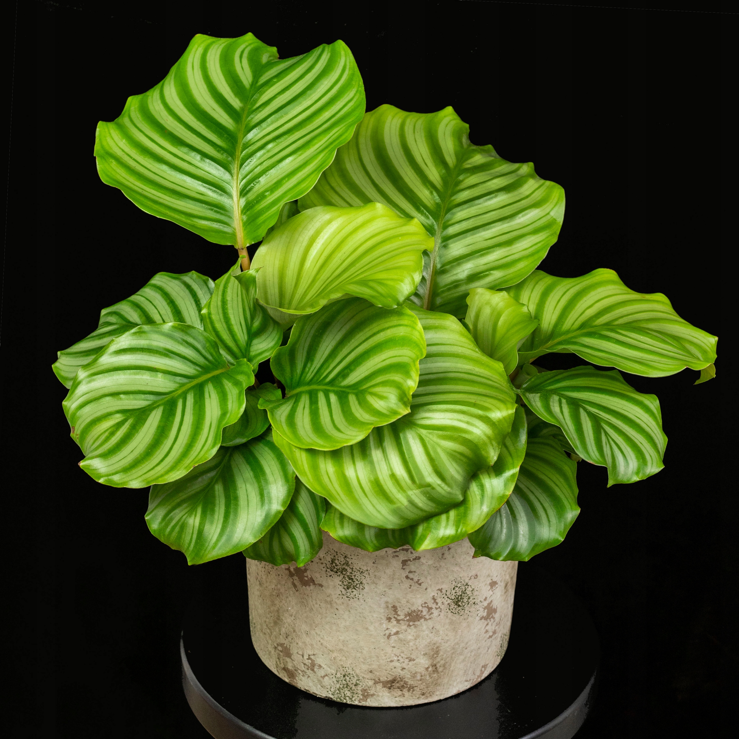 Calathea ORBIFOLIA Kalatea w jasne pasy MALUCH • Cena, Opinie • Rośliny ...