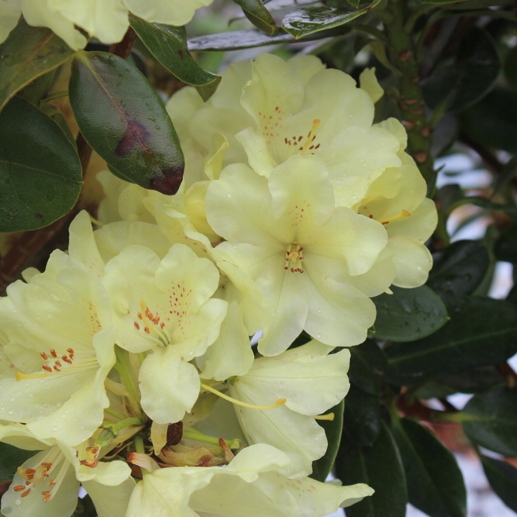 Rododendron Żółty - Niska cena na Allegro