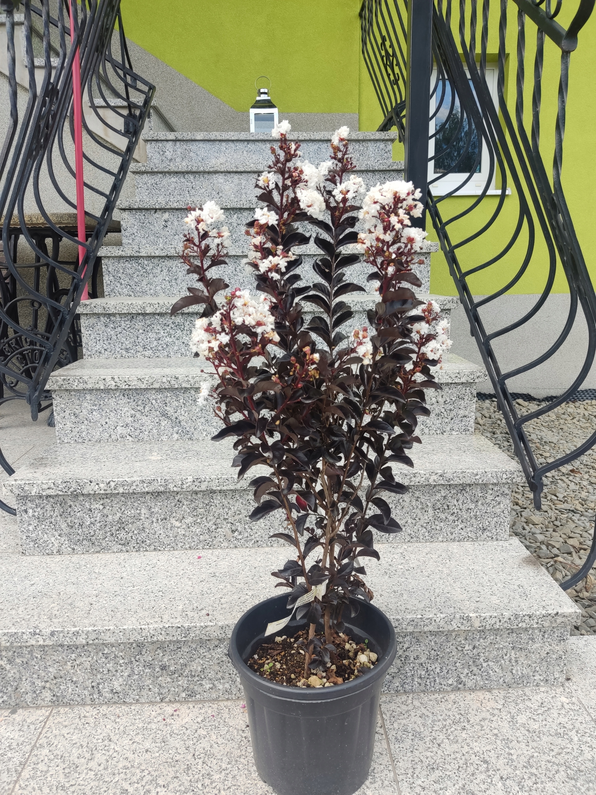 Lagerstroemia sadzonka w pojemniku 1-2l 40-50 cm • Cena, Opinie • Drzewa i krzewy liściaste ...