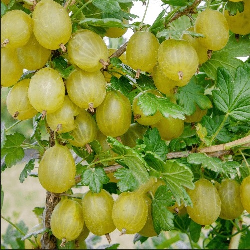 Agrest zielony sadzonka w doniczce P9 • Cena, Opinie • Rośliny owocowe ...