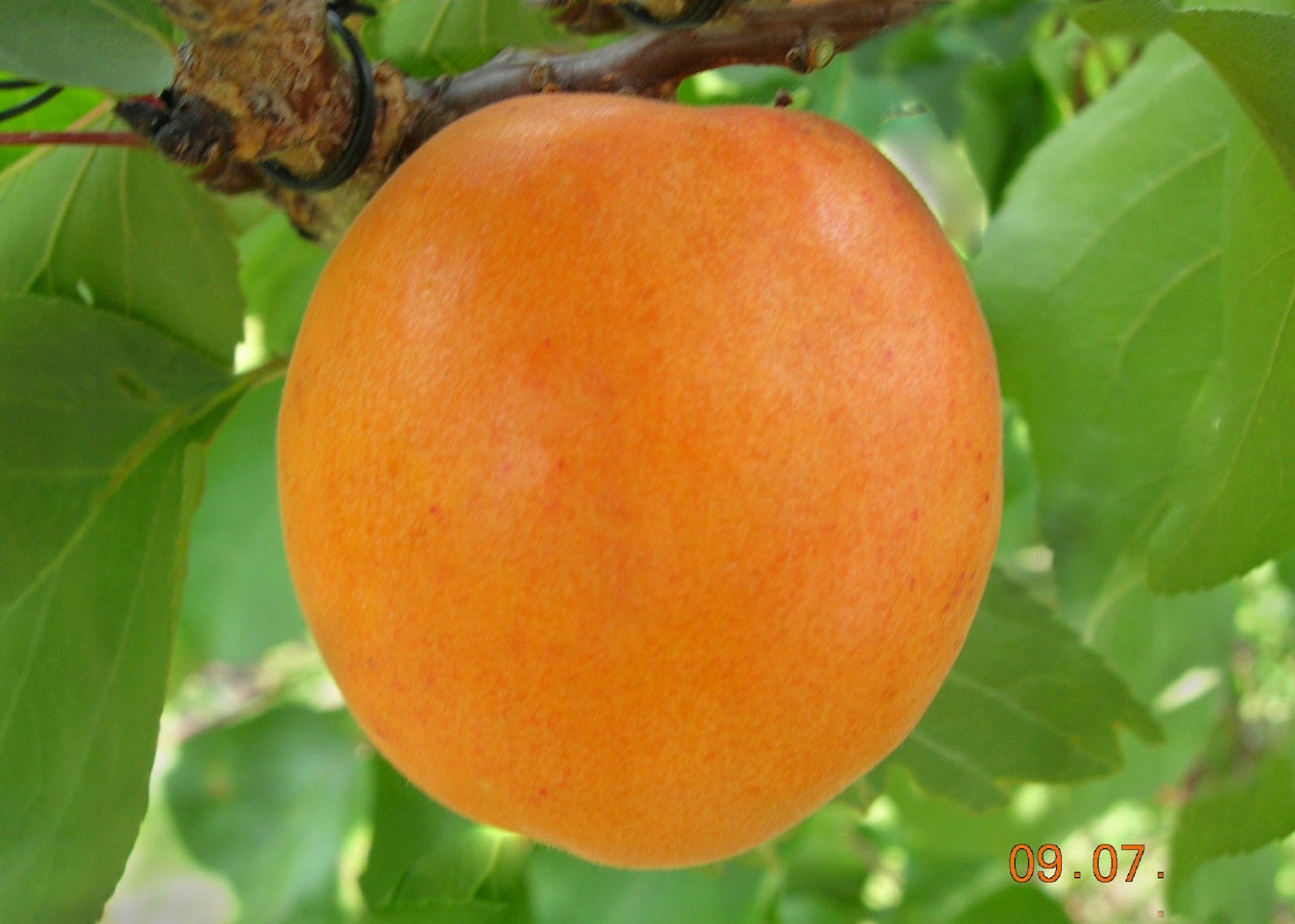 Morele Early Orange sadzonka z gołym korzeniem 130-150 cm • Cena ...