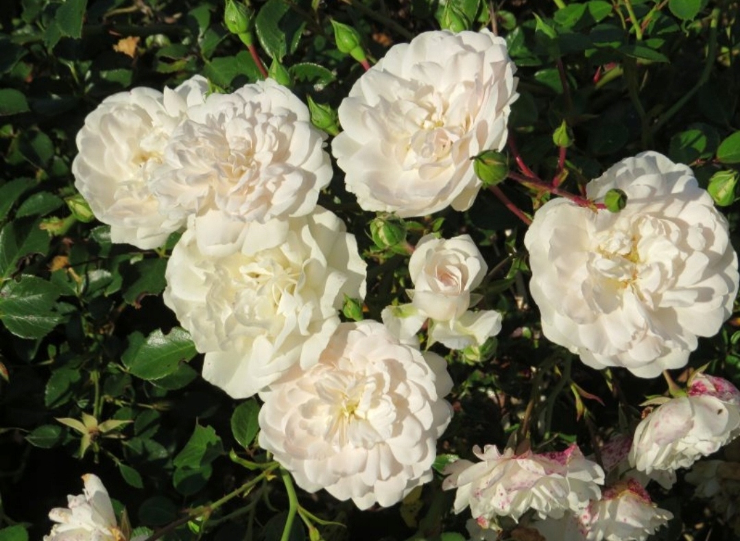 RÓŻA ROSA SWANY OKRYWOWA KWIATY PEŁNE NIEZAWODNA ODMIANA • Cena, Opinie ...