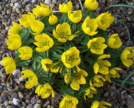 Rannik - Niska cena na Allegro.pl