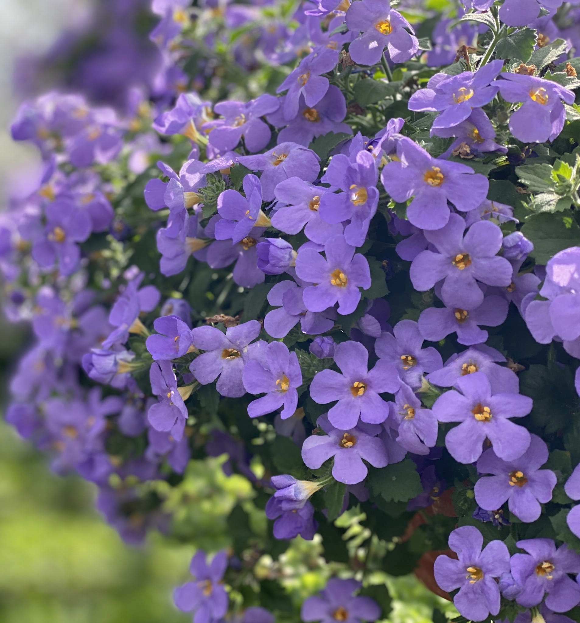 Bakopa Bacopa (Sutera) niebieska, sadzonka • Cena, Opinie • Rośliny ...
