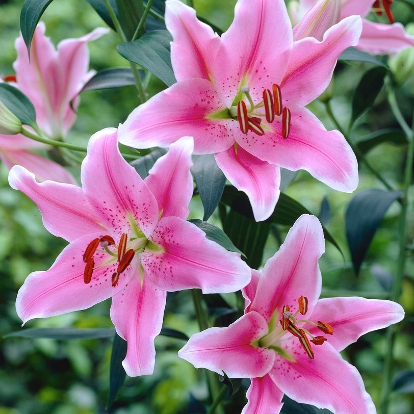 Lilia - Sorbonne, pettyezett, illatos - GIGA csomag! - 50 hagymagumó ...