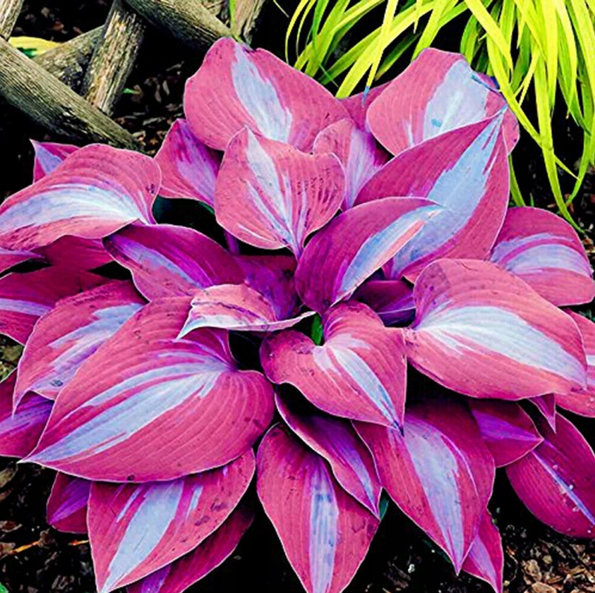 FUNKIA PINK HOSTA NASIONA. • Cena, Opinie • Rośliny ozdobne 15375560828 ...
