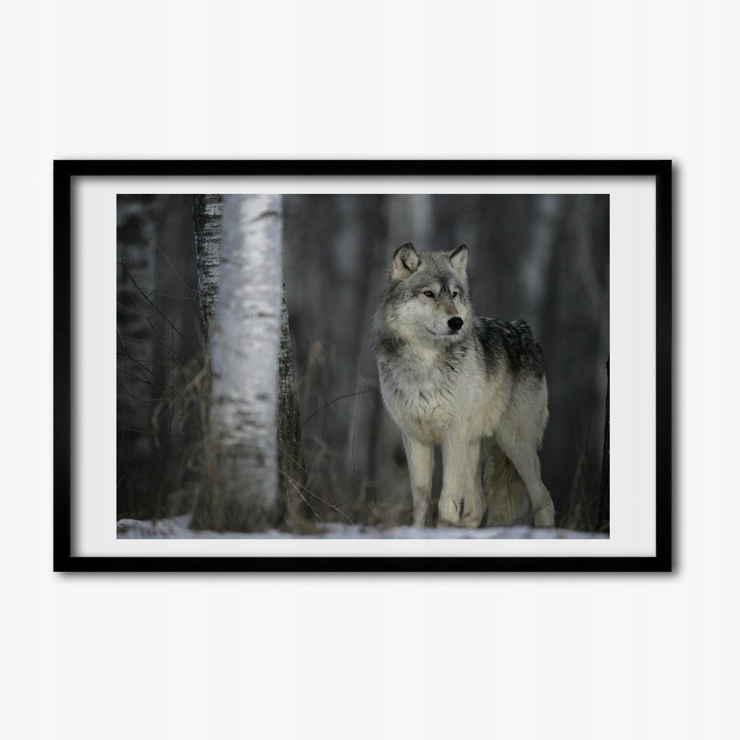 Nowoczesny obraz z ramką MDF Szary wilk 60x40 cm • Cena, Opinie ...