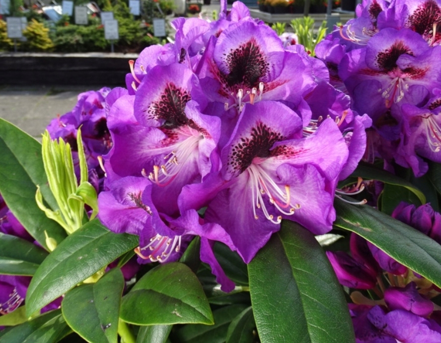 Rododendron ,,BARITON" bajeczne kolory • Cena, Opinie • Drzewa i krzewy ...