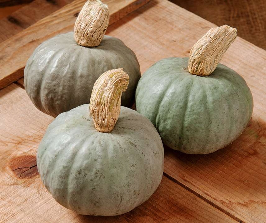 ! Dynia Japońska Kabocha - Nasiona warzyw - największy wybór nasion ...