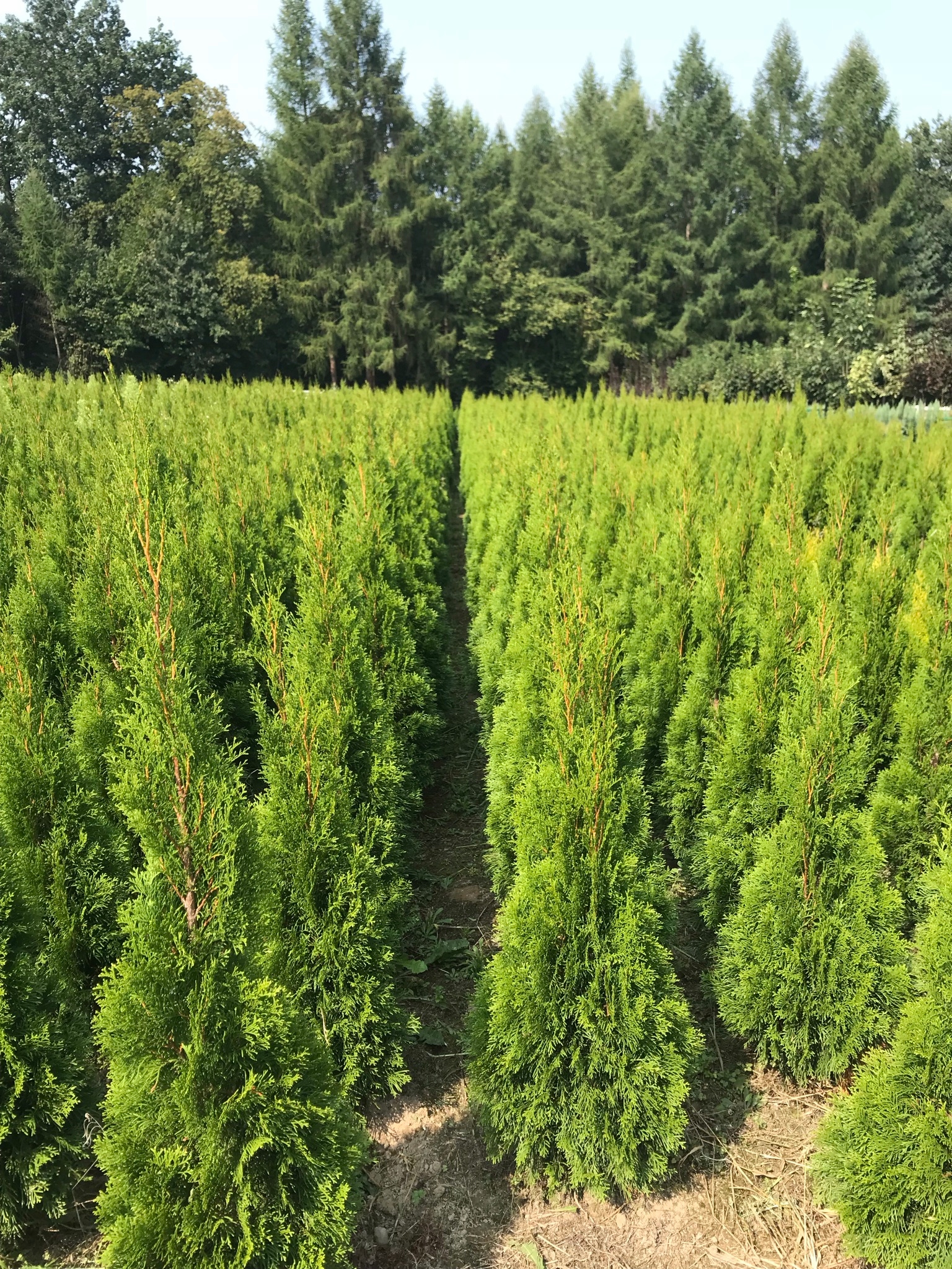 TUJA SZMARAGD THUJA SMARAGD 150-170cm - 30zł • Cena, Opinie • Drzewa i ...