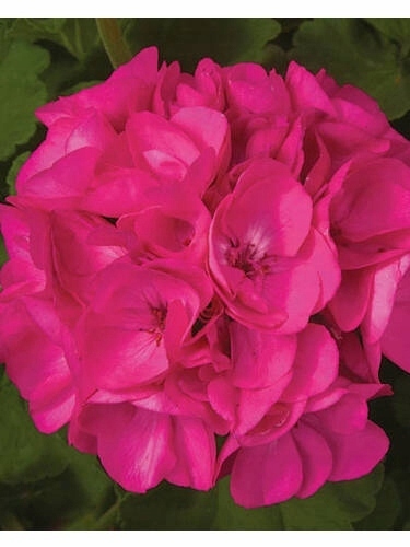 Pelargonia Rabatowa HURRICANE P9 Pelargonia Stojąca (5903968122102 ...