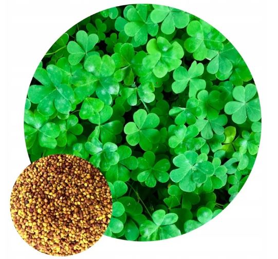 MIKRO KONICZYNA BIAŁA DROBNOLISTKOWA PIPOLINA - 0,1 KG (5903116992168 ...