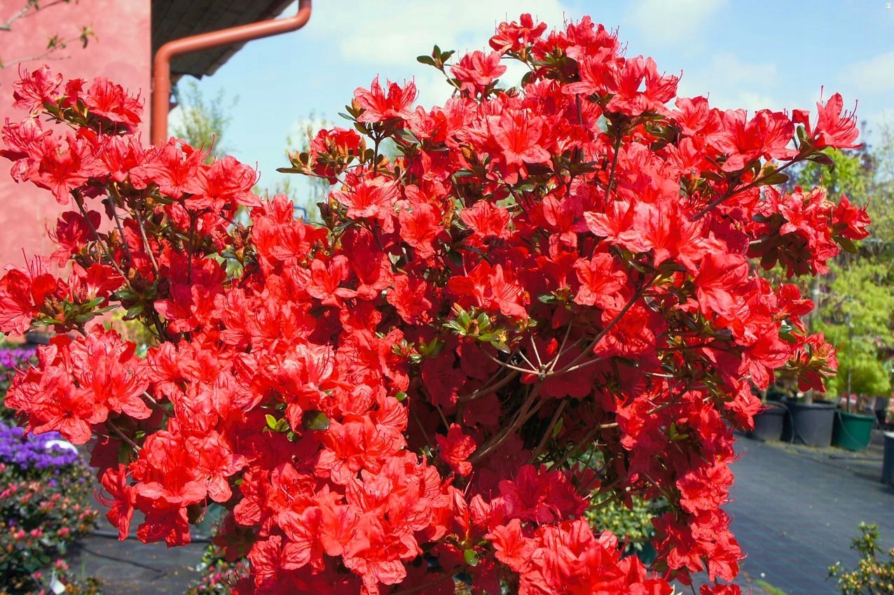 Azalia japońska HINO CRIMSON pięknie KWITNIE (Azalia japońska HINO ...